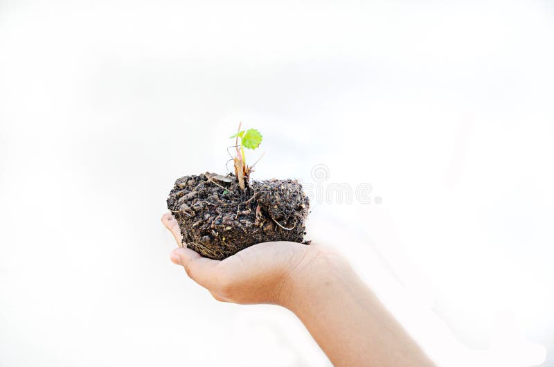 Hand for tree stock image. Image of hands, green, growth - 87369473