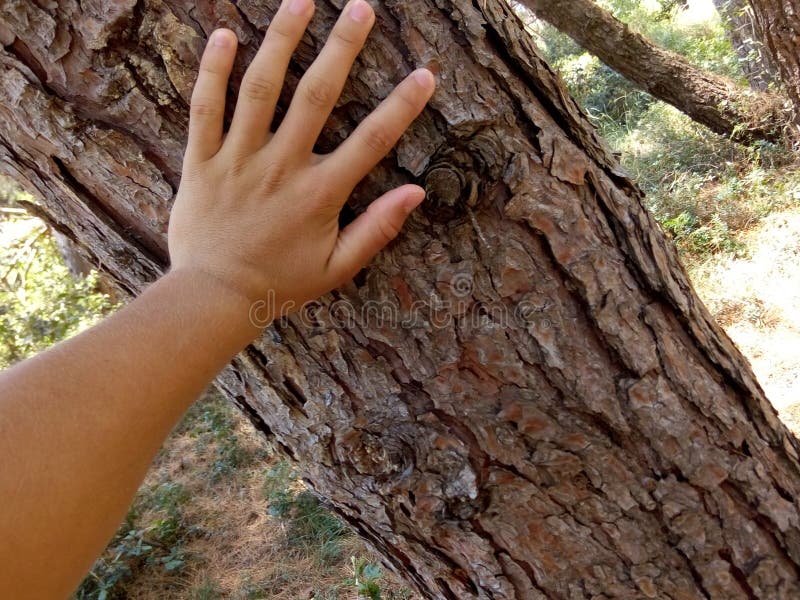 Hand in Tree stock image. Image of forests, tree, hand - 120663387