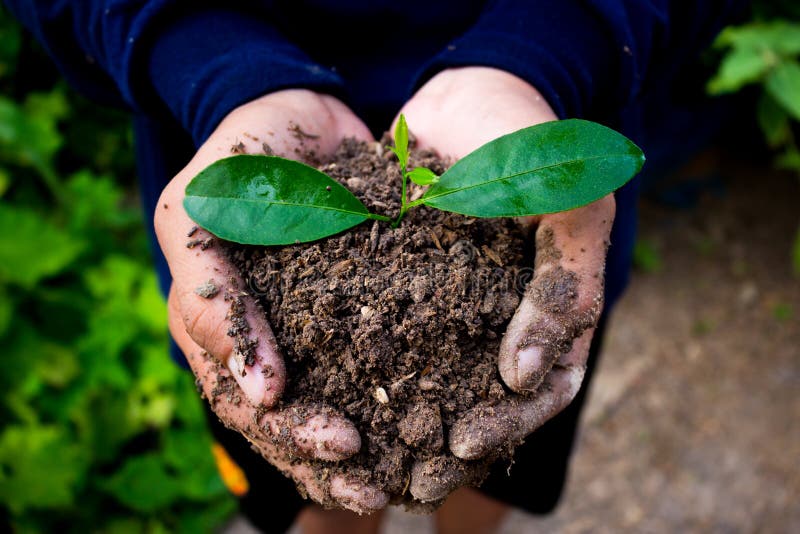 Hand for Planting Trees Back To the Forest. Stock Image - Image of ...