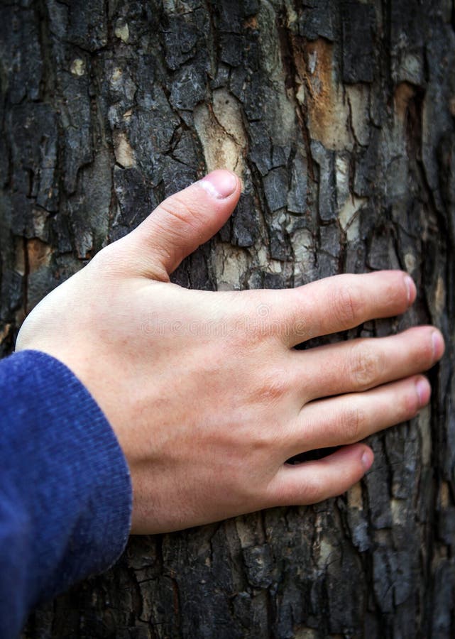Hand on the Tree stock photo. Image of outdoor, hold - 208637282