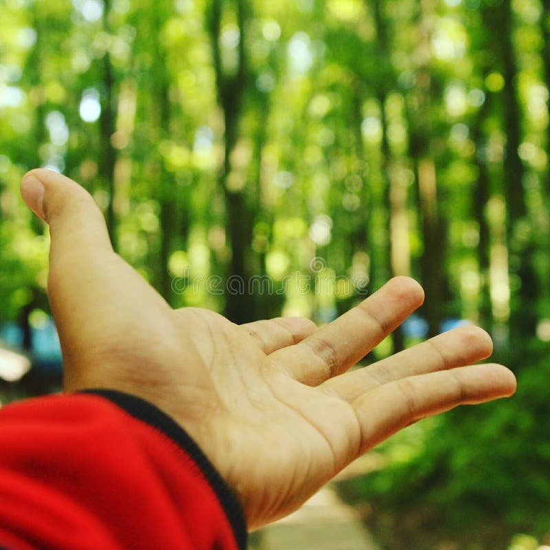 The hand between trees stock image. Image of forest - 205171945