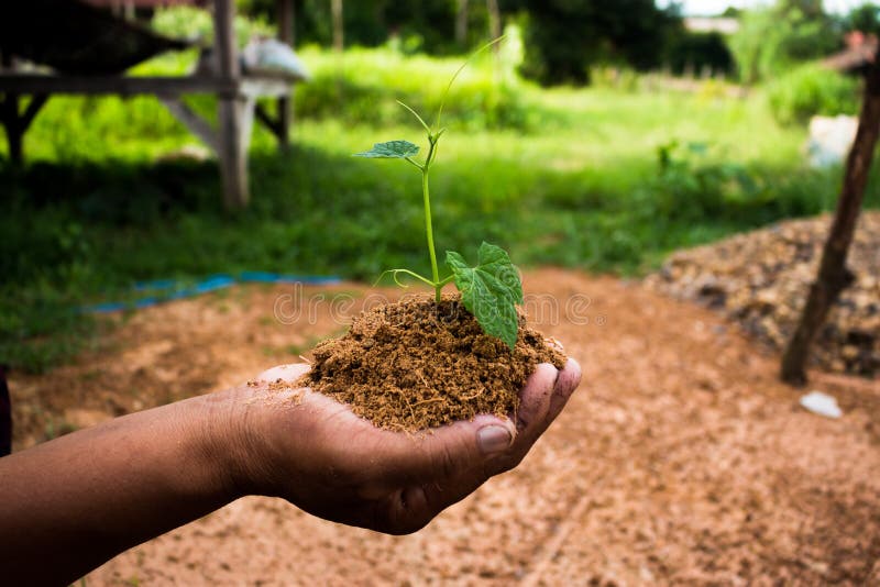 Hand for Planting Trees Back To the Forest. Stock Image - Image of ...