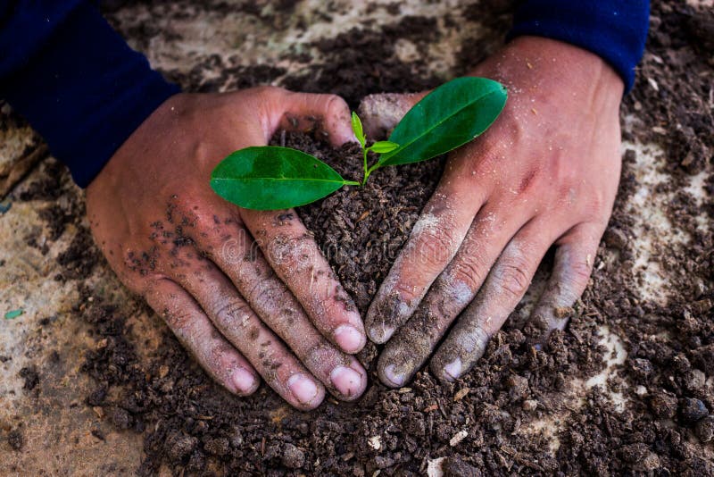Hand of Trees that Used in Tree Planting. Stock Image - Image of summer ...