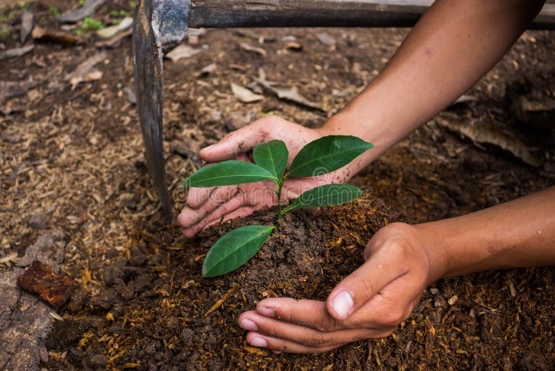 Hand are Used To Planting Tree. Stock Photo - Image of young, concept ...