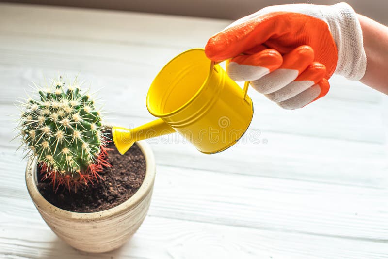 Hand Watering Cactus from Yellow Little Watering Can Stock Photo ...