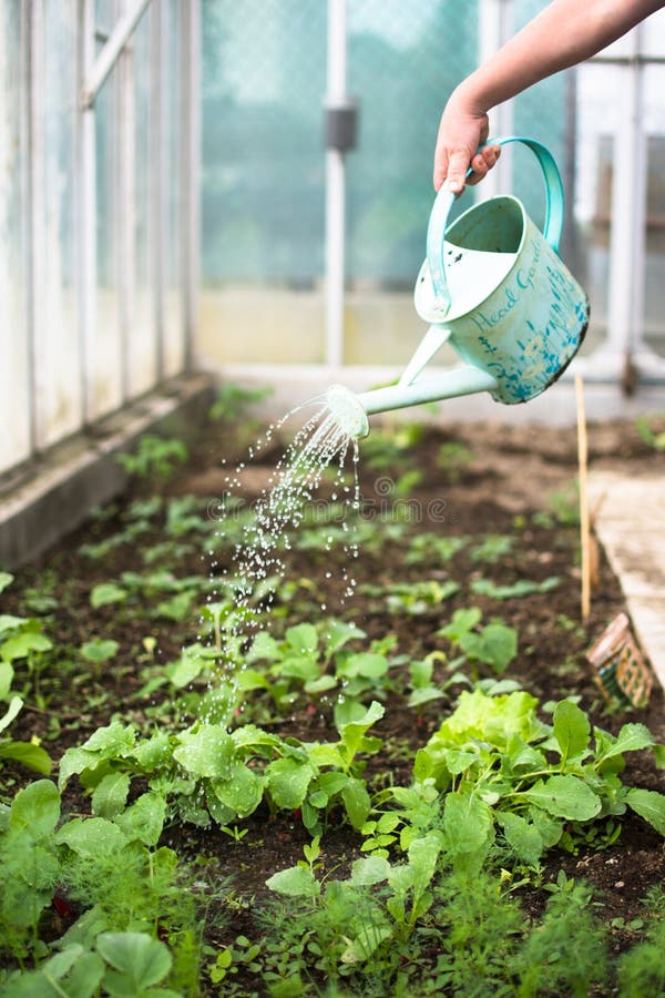 Hand with Watering Can in Greenhouse Watering the Vegetabl Stock Photo ...