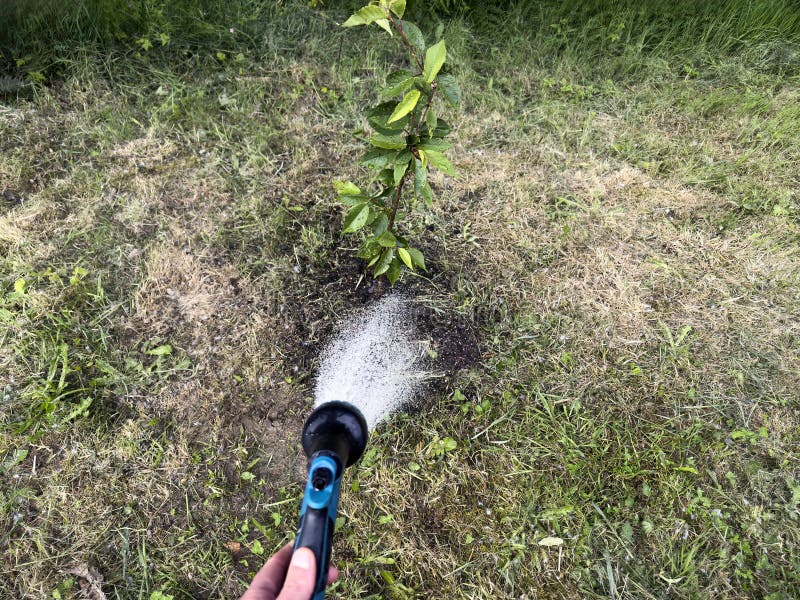 Hand Watering Newly Planted Tree in Spring Stock Photo - Image of ...