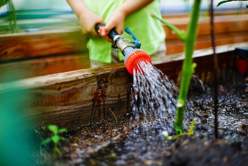 Hand watering a plant stock photo. Image of water, room - 74705872