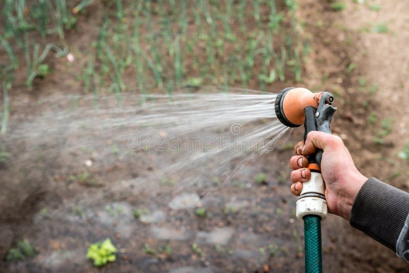 Hand Watering Plants in Garden Stock Image - Image of tool, plants ...