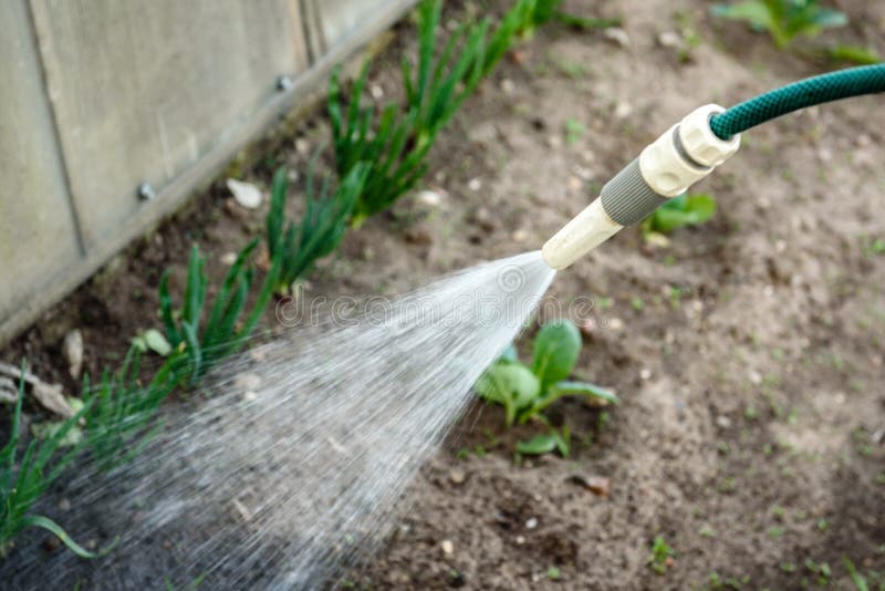 Hand Watering Plants in Garden Stock Image - Image of backyard, flowing ...