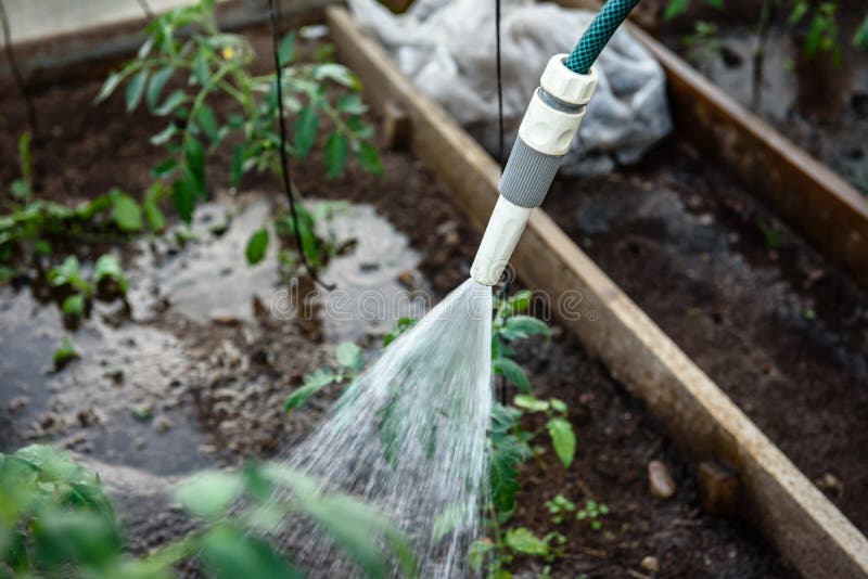 Hand Watering Plants in Garden Stock Image - Image of flowing, concept ...