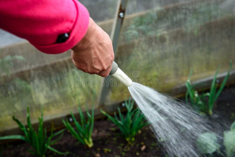 Hand Watering Plants in Garden Stock Image - Image of garden, grass ...