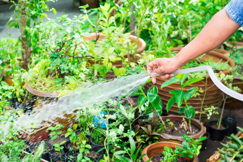 Hand watering stock photo. Image of drip, leisure, care - 56531104