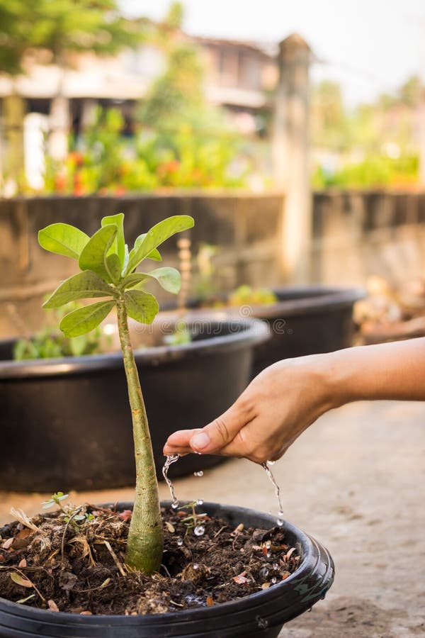 Hand Watering Potted Ground. Stock Image - Image of brake, agriculture ...