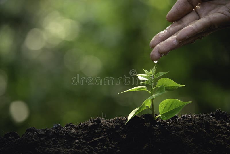 Hand Watering Small Tree in the Garden with Sunshine Stock Image ...