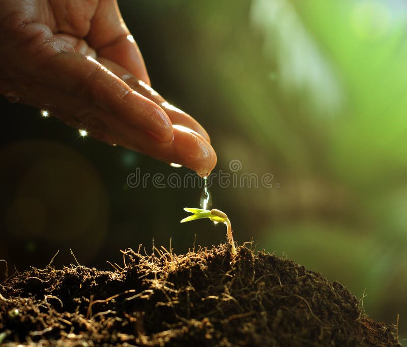 Hand Watering To Small Plant Stock Image - Image of design, grassland ...