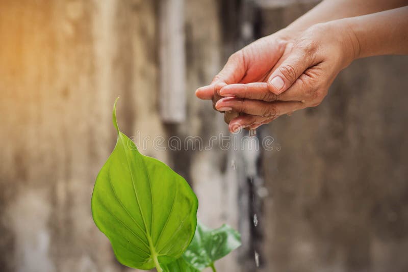 Hand Watering a Tree of the House. Stock Photo - Image of fragility ...