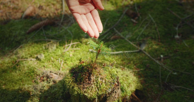 Hand Watering a Young Pine Tree in a Forest with Morning Sunlight Stock ...
