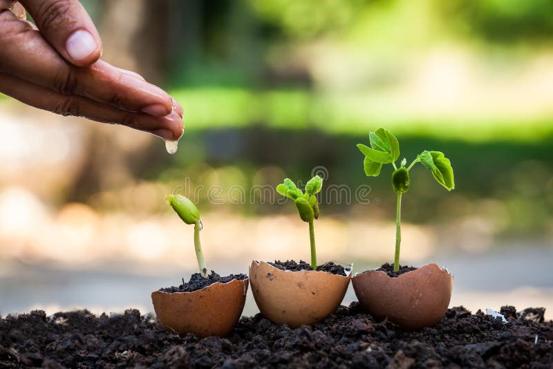 Hand Watering Young Plant Growing in Egg Shell Stock Image - Image of ...