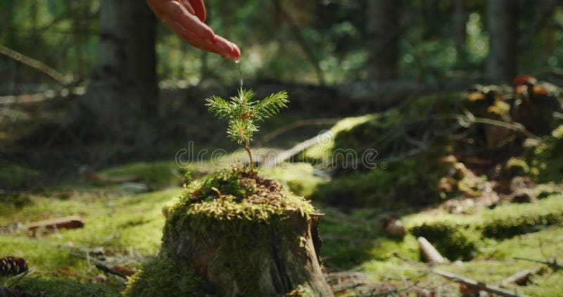 A Hand Waters a Tiny Pine Sapling Growing on a Mossy Stump in a Forest ...