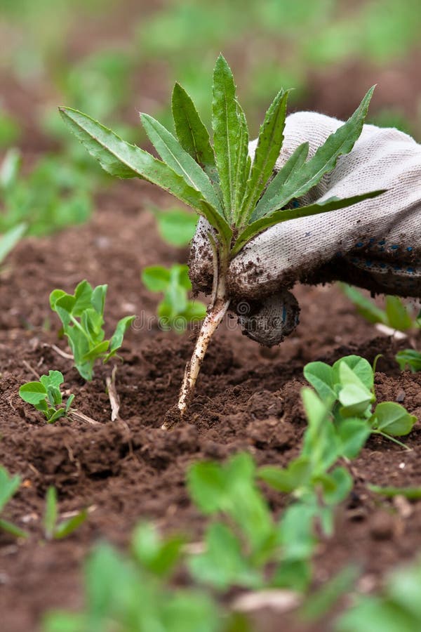 Hand Weeding in the Vegetable Garden Stock Photo - Image of outdoor ...