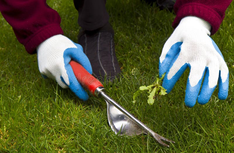 Rain Gutter Cleaning from Leaves in Autumn with Hand. Gutter Cleaning ...
