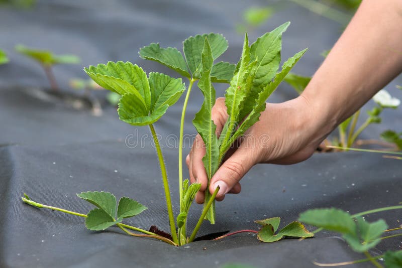 Hand Weeding in the Vegetable Garden Stock Photo - Image of outdoor ...