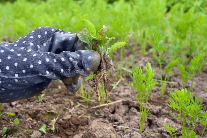 Hand Weeding in the Vegetable Garden Stock Photo - Image of outdoor ...