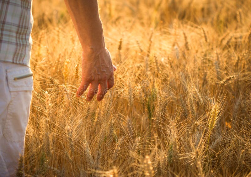 Young Woman Hand in a Wheat Field As Harvest Concept Stock Image ...