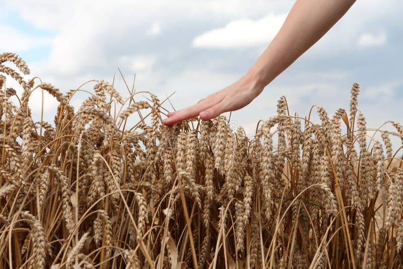 Hand & Wheat stock image. Image of alone, hand, freedom - 5124385