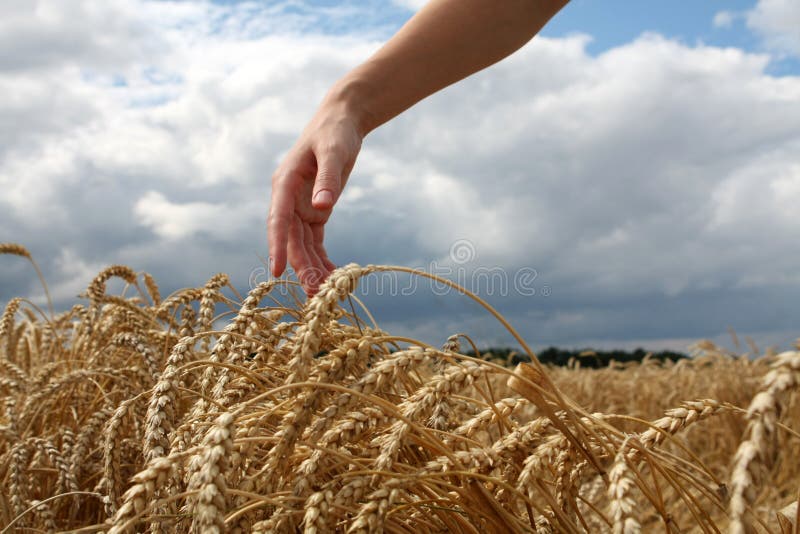 Wheat grain in a hand stock photo. Image of grain, food - 69896232