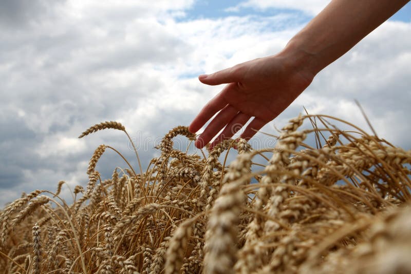Hand in wheat field stock photo. Image of grain, farming - 6203834