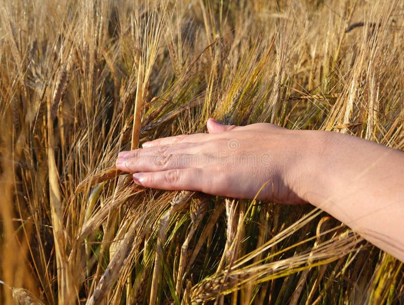 Hand and wheat stock photo. Image of person, lush, adults - 32967426
