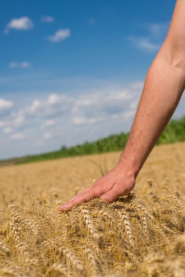 Hand and wheat stock image. Image of nourishment, hand - 57662819