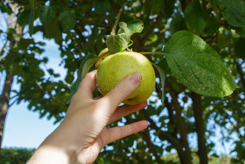 Pick an Apple on an Apple Tree Stock Photo - Image of ripe, branch ...