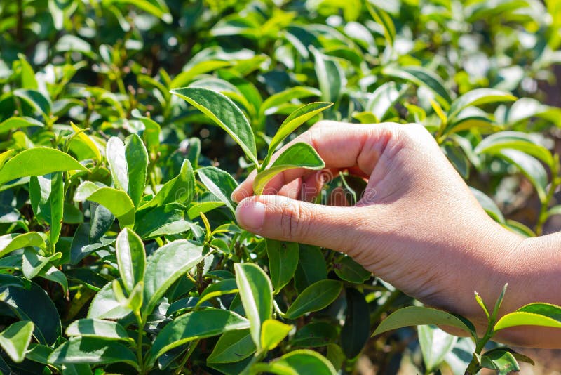 Hand of Woman Plucking Fresh Green Tea Leaf. Stock Image - Image of ...