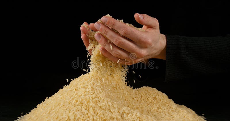 Hand of Woman and Rice Against Black Background Stock Photo - Image of ...