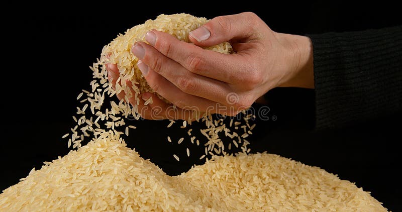 Hand of Woman and Rice Against Black Background Stock Image - Image of ...