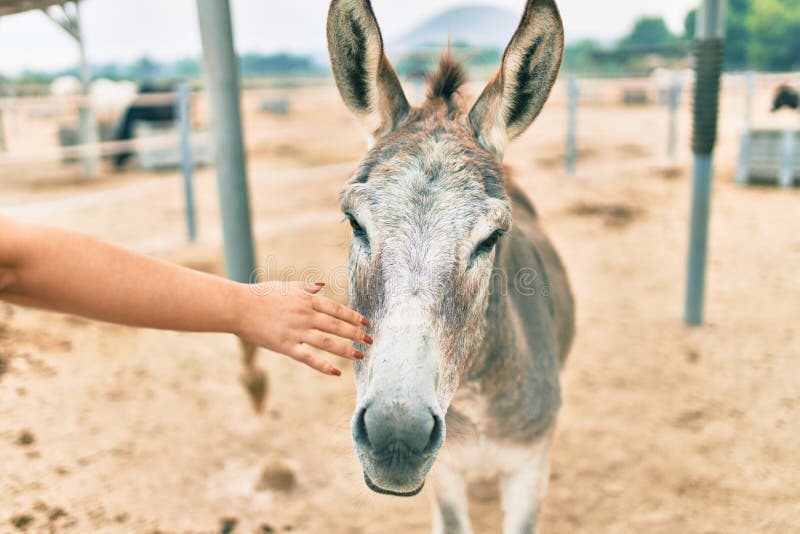 Hand of Woman Touching Donkey at Farm Stock Photo - Image of outside ...
