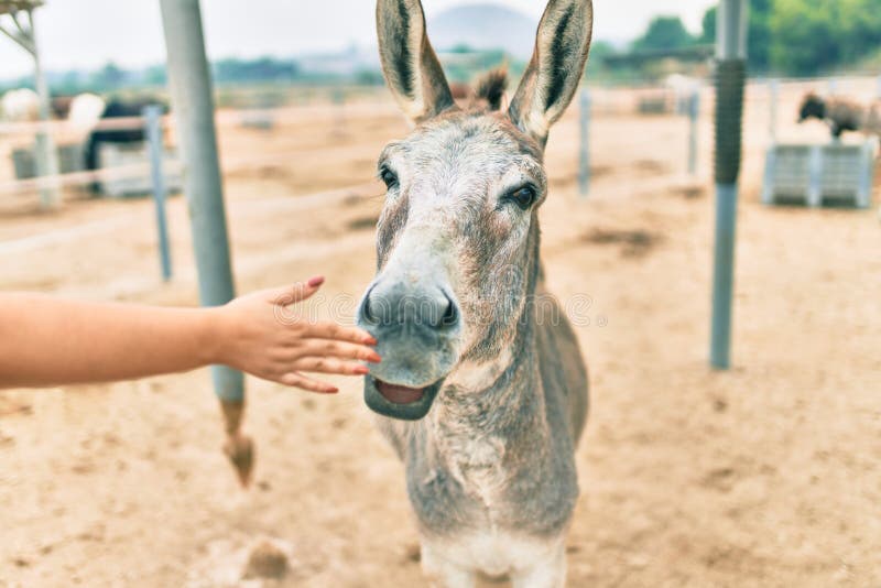 Hand of Woman Touching Donkey at Farm Stock Image - Image of park ...