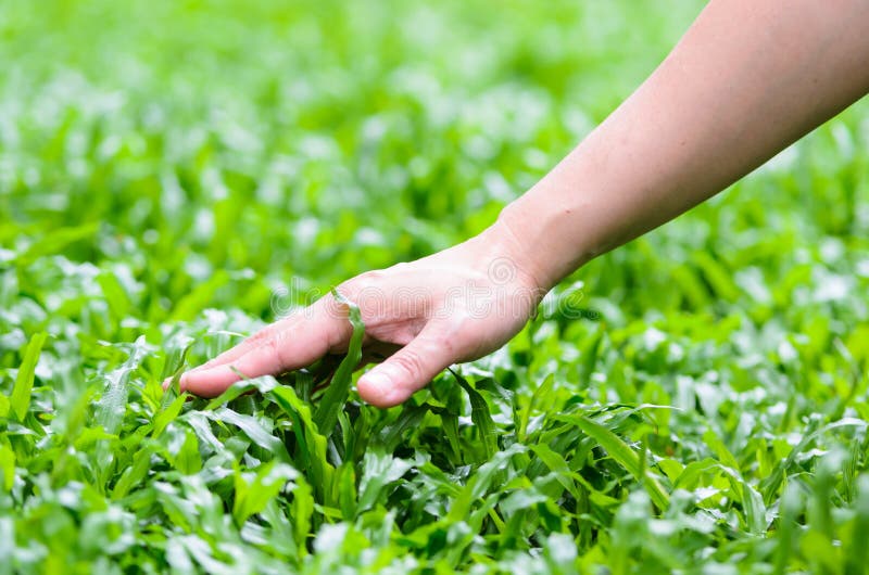 Hand woman touching grass stock photo. Image of relax - 86941314