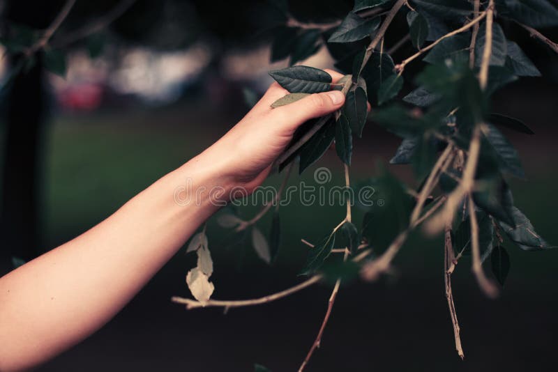 Hand of a Woman Touching Tree Branch Stock Photo - Image of plant, bush ...