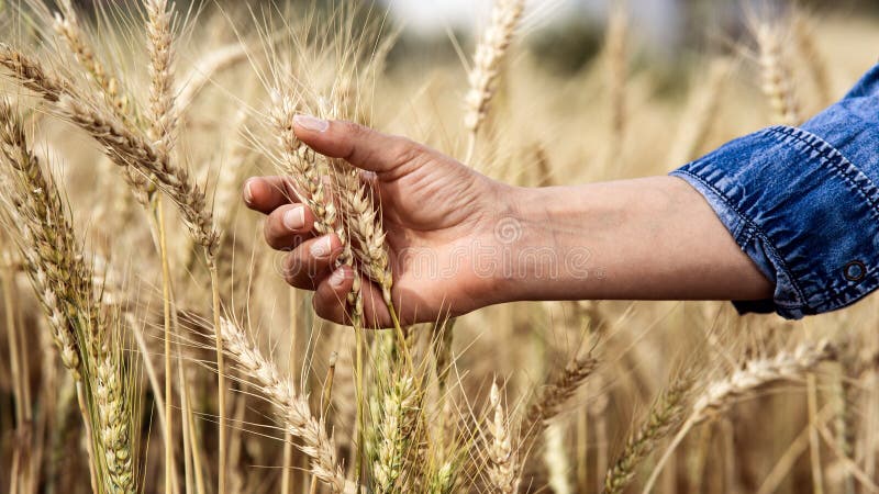 Hand of Woman Touching Wheat Crop in Field Stock Image - Image of grow ...