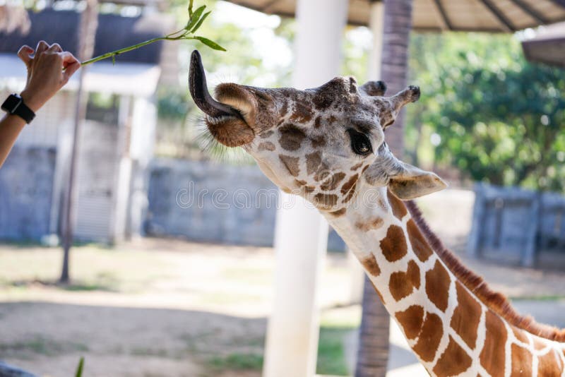 Giraffe and human hand stock photo. Image of mammals, relation - 620964