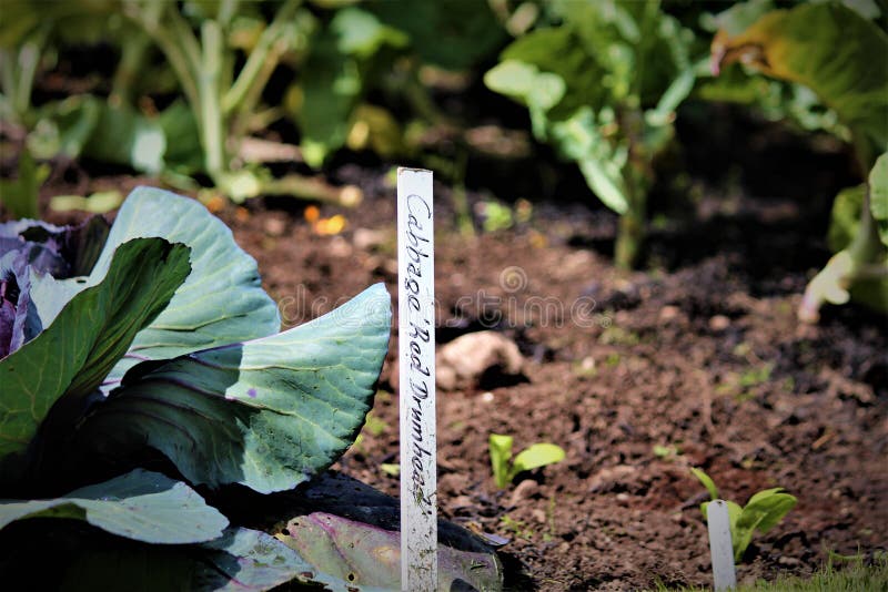 Hand Written Plant Marker stock photo. Image of food - 124133112