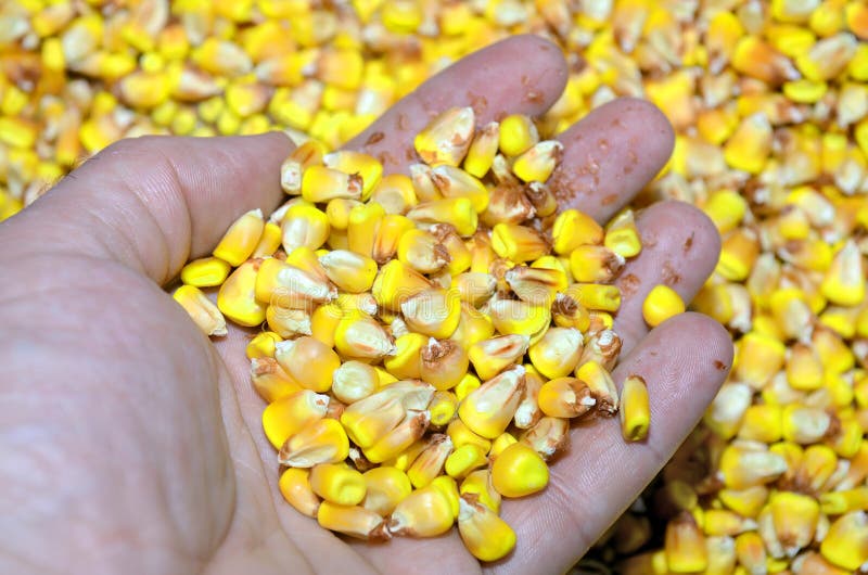 Hand with Yellow Corn Grains Stock Photo - Image of organic, corncob ...
