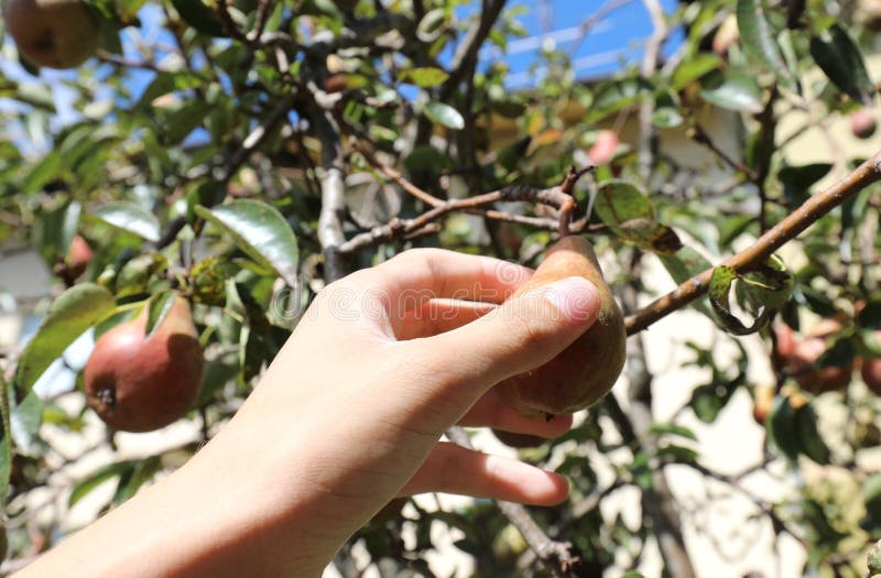 Hand Of Young Farmer While Picking Ripe Pear Stock Image - Image of ...