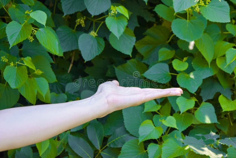 Hand of Young Girl on Green Leafs Background Stock Photo - Image of ...
