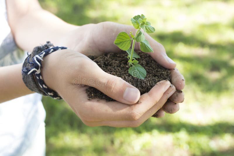Young plant in hand stock image. Image of business, ideas - 25665907