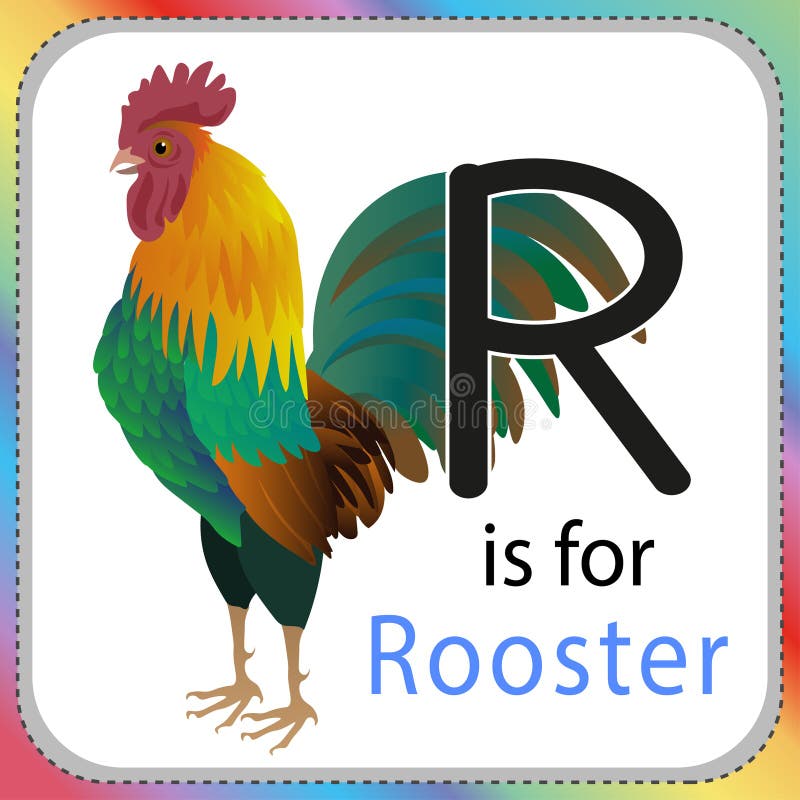 Alphabet Letter R is for Rooster Flashcards Stock Illustration ...